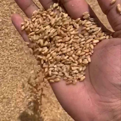 PREMIUM QUALITY WHEAT GRAINS FOR EXPORT, Wheat Grain Wheat Natural ...