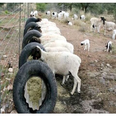Buy Wholesale Canada Live Goats, Boer Goats & Live Goats at USD 40 ...