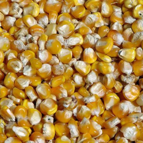 Buy Wholesale United Kingdom Yellow Corn / Maize & White Corn / Maize For Human & Animal Feed ...