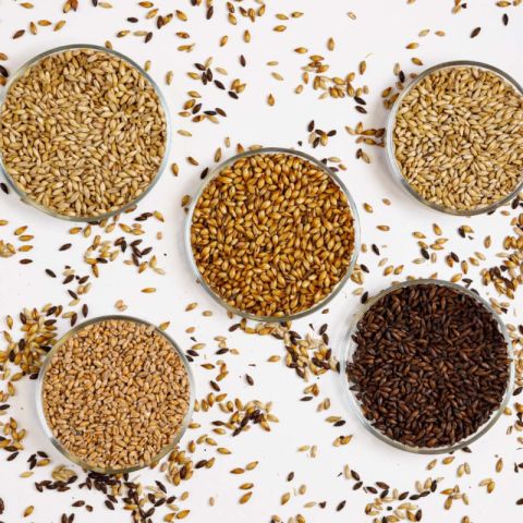 Achetez en gros Malt De Brassage: Malt De Pilsen, Malt De Vienne Foncé ...