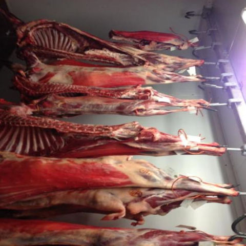 Buy Wholesale United States Halal Frozen Lamb Whole / Goat Meat / Sheep ...