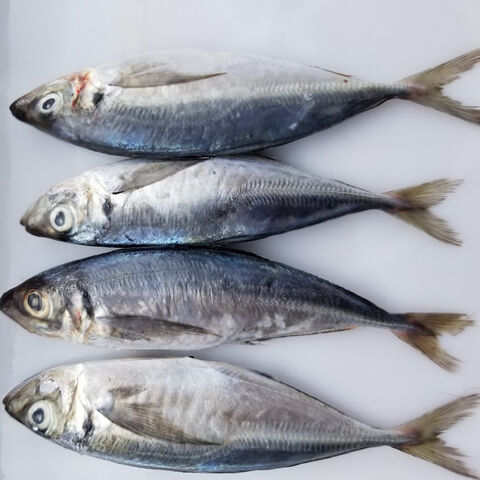Buy Wholesale Canada Quality Fresh Frozen Mackerel Fish & Mackerel Fish ...
