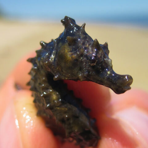 Buy Wholesale Canada Premium Quality Dried Sea Horse Dried Sea Cucumber ...