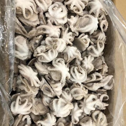 Buy Wholesale Canada Frozen Rapid Transit Fresh Big Frozen Octopus ...