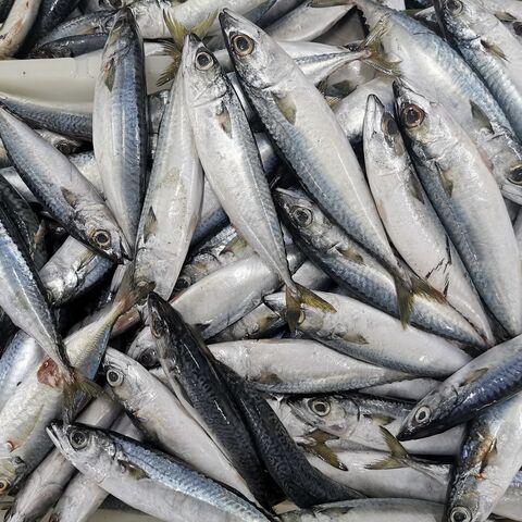 Buy Wholesale Canada Frozen Seafood Mackerel Fish Atlantic Mackerel For ...