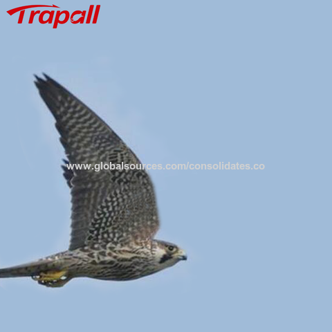 Buy Wholesale China Outdoor Electronic Flying Hawk Raven Bird Deterrent ...