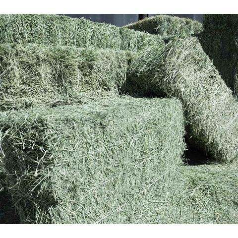 Buy Wholesale Canada High Quality Alfalfa Hay, Quality Orchardgrass ...