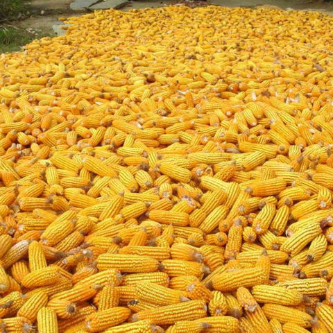 Buy Wholesale Canada Yellow Corn / Yellow Maize For Animal Feed And ...