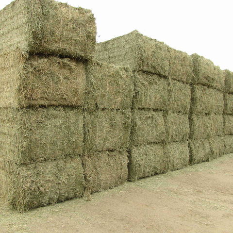 Buy Wholesale Canada Alfalfa Hay / Timothy Alfafa Hay / Rhode Hay ...