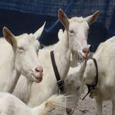 Buy Wholesale Canada 100% Full Blood Live Boer Goats Saanen Goats For Sale/ Alive Boer Goat ...
