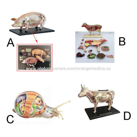 Buy Wholesale China Animal Anatomical Model & Anatomical Model | Global ...