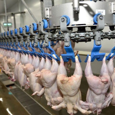 Buy Wholesale United States Halal Frozen Chicken Breasts, Quarter Legs ...