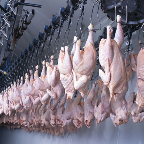 Buy Wholesale United States Grade A Halal Whole Frozen Chicken From ...