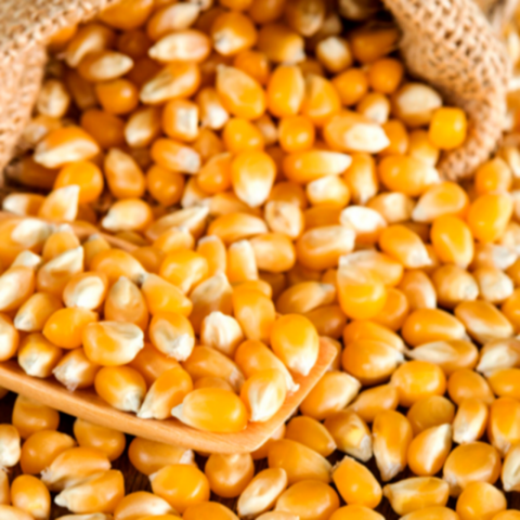 Buy Wholesale United Kingdom Dry Yellow Corn For Animal Feed Wholesale ...