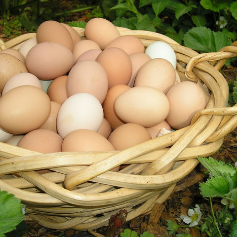 Buy Wholesale United States Farm Fresh Chicken Table Eggs Fertile ...