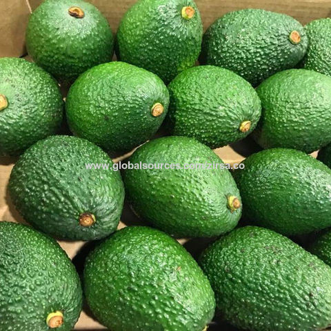 Buy Wholesale Canada Avocado & Avocado at USD 350 | Global Sources