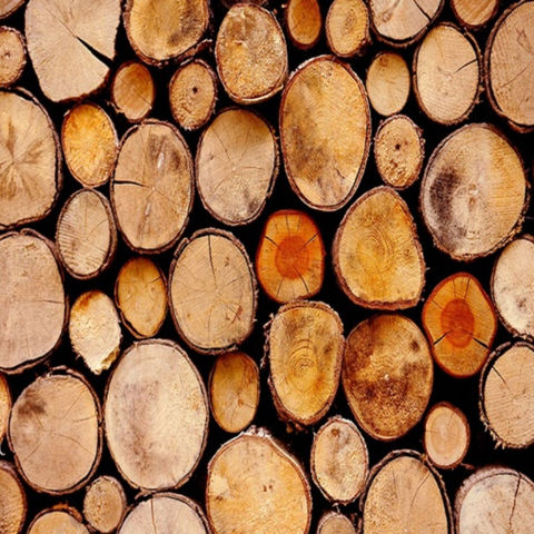 Buy Wholesale Canada Timber Logs & Timber Logs at USD 50. | Global Sources