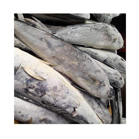 Buy Wholesale United States High Quality Frozen Mahi Frozen Mahi Mahi ...
