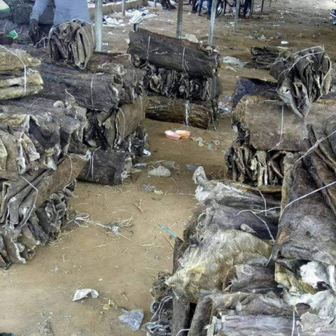 Buy Wholesale United Kingdom Premium Dry Donkey Hides,wet Salted Donkey ...