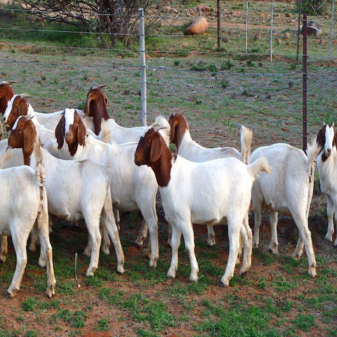 Buy Wholesale Canada 100% Full Blood Live Boer Goats Saanen Goats For Sale/ Alive Boer Goat ...