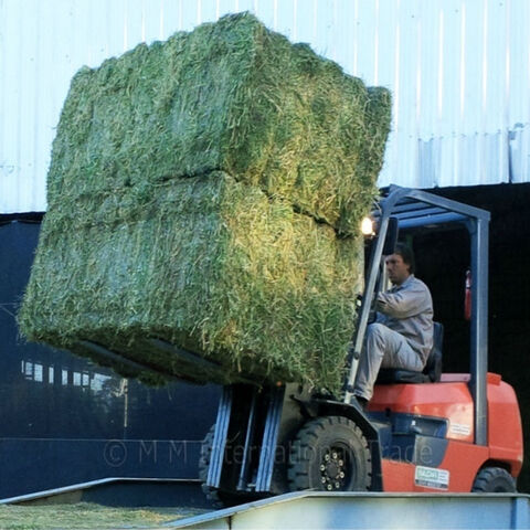 Buy Wholesale United States Cheapest Alfalfa Hay Animal Feeding Stuff ...