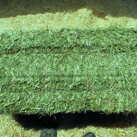 Buy Wholesale United States High Protein Alfalfa Hay Cheap For Sale ...