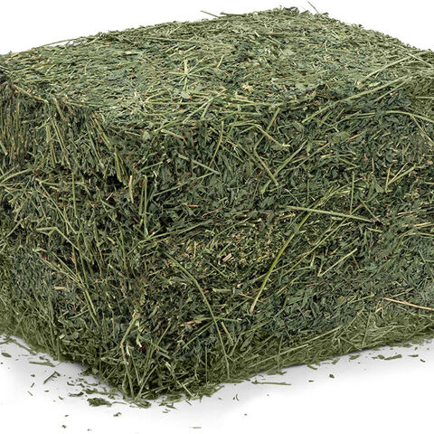 Buy Wholesale United States Top Grade Alfafa Hay In Bales & Alfalfa Hay ...