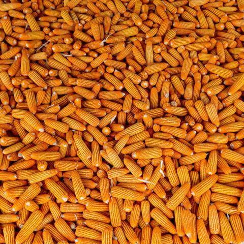 Buy Wholesale United States Fresh Yellow Corn/ White Corn - High ...