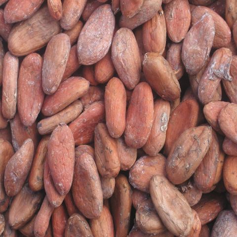 Buy Wholesale Cameroon High Quality Fermented Cocoa Beans Cocoa Beans ...