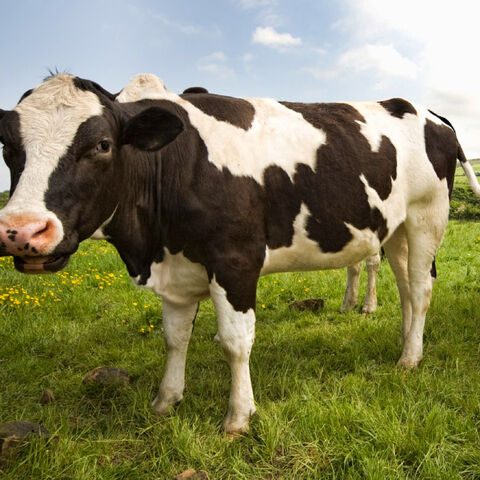 Buy Wholesale United States 2022 Live Bull Cattle For Sale / Cheap Live ...