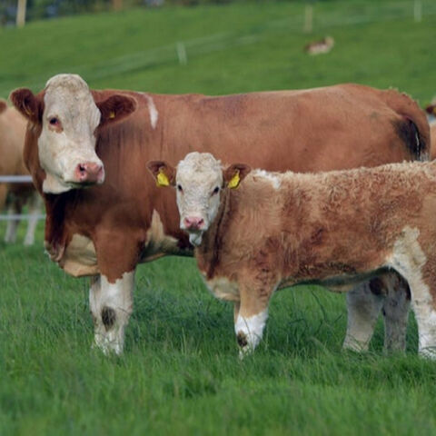 Buy Wholesale United States Healthy Simmental Cattle & Simmental ...