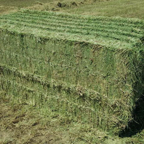Buy Wholesale United States High Protein Alfalfa Hay Cheap For Sale ...
