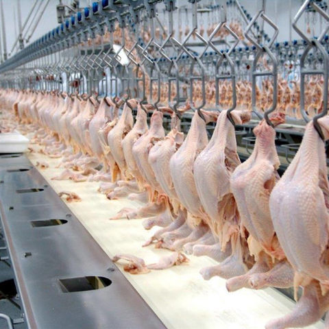 Buy Wholesale Germany Halal Frozen Whole Chicken, Frozen Chicken Paws ...