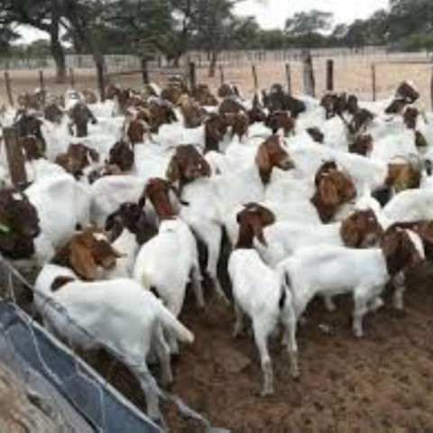 Bulk Buy Canada Wholesale Live Boer Goats / Saanen Goats / Anglo-nubian Goats $35 from Jensen ...