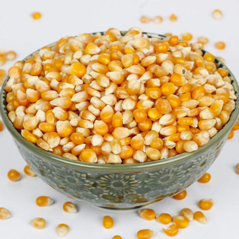 Buy Wholesale Germany Yellow Corn / Maize & White Corn / Maize For Human And Animal Feed At ...