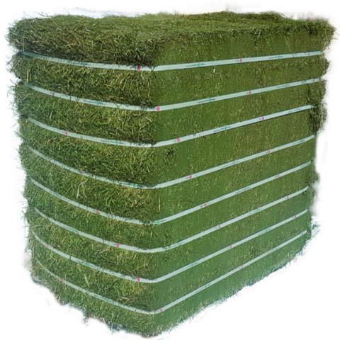 Buy Wholesale Germany Alfalfa Hay, Alfalfa Hay With High Protein For ...