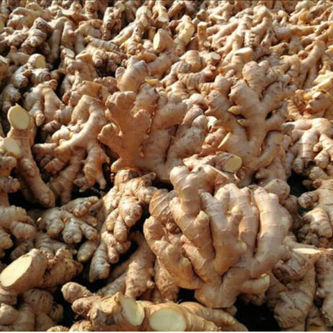 Buy Wholesale South Africa Wholesale Organic Fresh Ginger Price ...