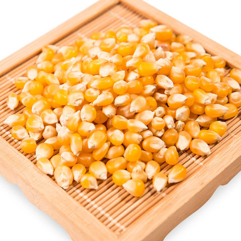 Buy Wholesale Germany Organic Butterfly Popcorn Kernels & Dried Yellow ...