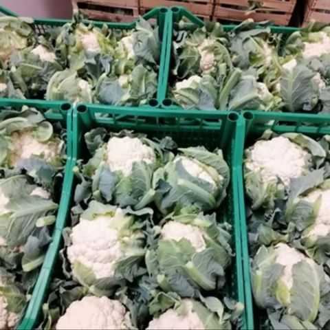 Bulk Buy Canada Wholesale Wholesale Price Fresh Vegetables Cauliflower ...