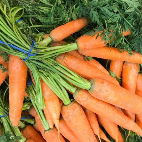 Buy Wholesale Poland Premium Fresh Carrot Fast Shipping High Quality ...