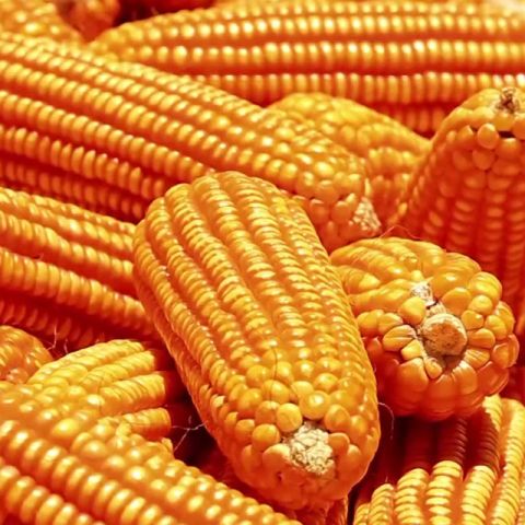 Buy Wholesale Poland Dried Grade 2 Yellow Maize/corn, Non-gmo, Fit For Human Consumption And ...