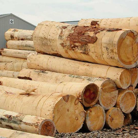 Buy Wholesale United Kingdom Fresh Cut Natural Timber Wood Logs Solid ...