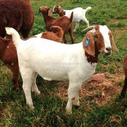Buy Wholesale United Kingdom Live Boer Goat Livestock For Sale Online ...