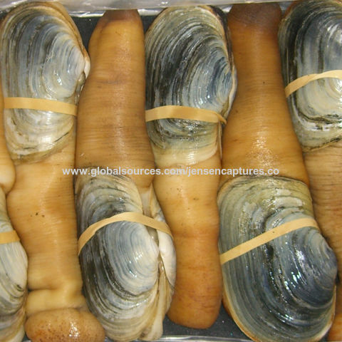 Buy Wholesale Canada Fresh Geoduck Clams For Sale & Giant Geoduck Clam ...