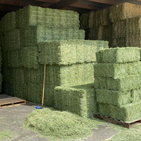 Buy Wholesale United States Premium Grade Alfafa Hay For Animal Feeding ...