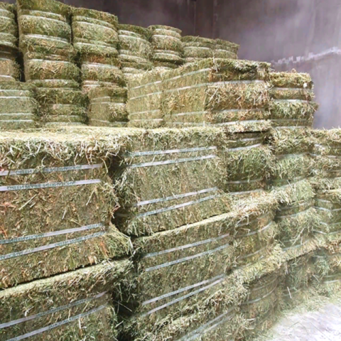 Buy Wholesale Germany Alfalfa Hay Factory Price & Alfalfa Hay Bales at ...