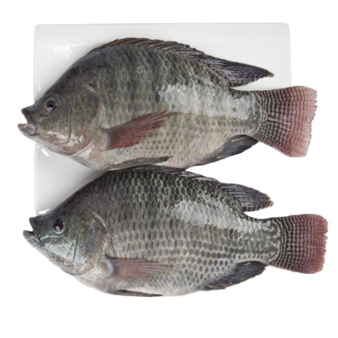 Buy Wholesale Canada Best Price Seafood Frozen Fresh Fish Tilapi 300g ...