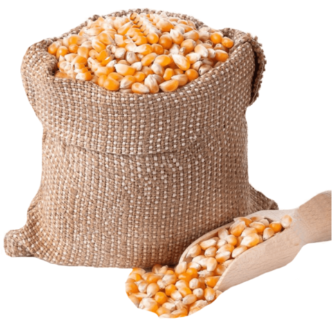 Buy Wholesale United States Non Gmo Yellow Maize Corn From Brazil ...