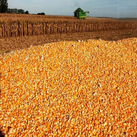 Buy Wholesale United States Newest Crop Yellow Corn Sweet Yellow Corn ...