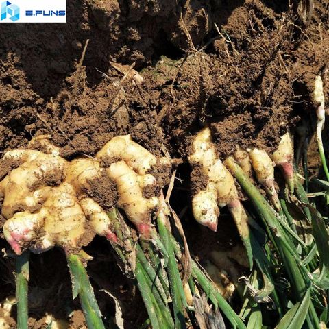 Achetez en gros Chine Gingembre Qualité Corp Pack En 1kg,5kg,10kg Par ...